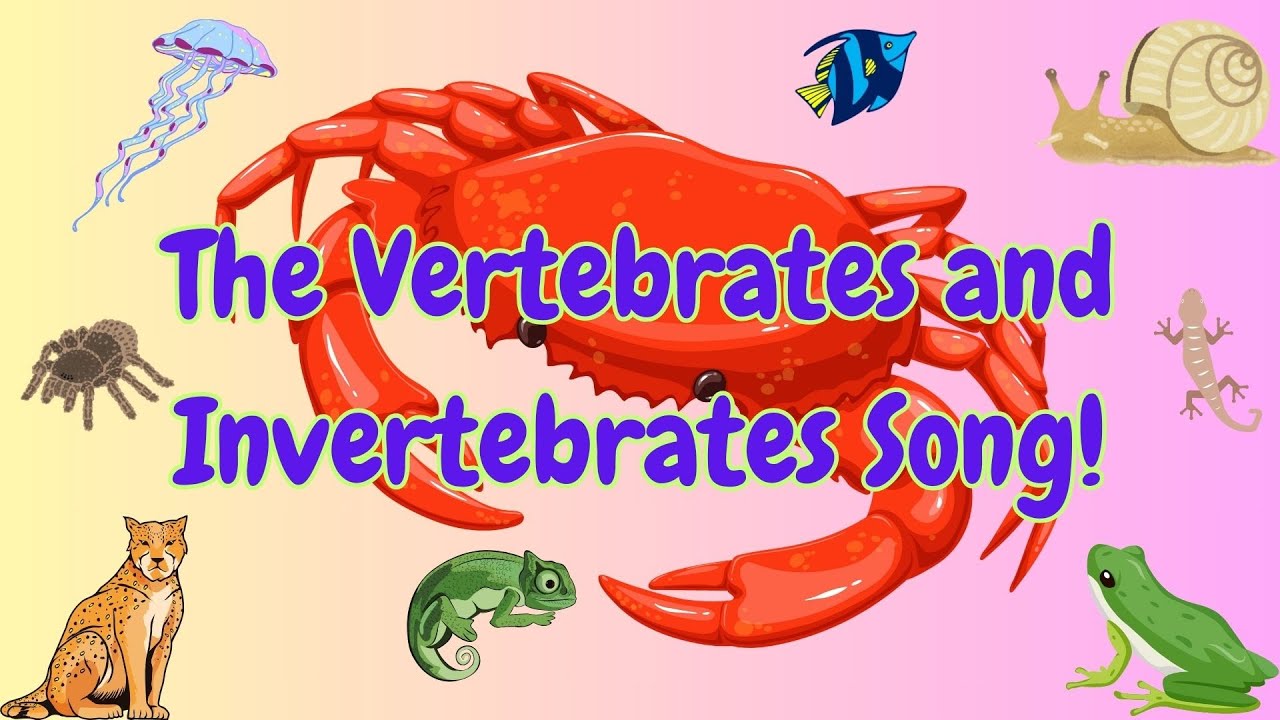 Vertebrates have a backbone, it’s true | 🎶 Fun Song About Vertebrates ...