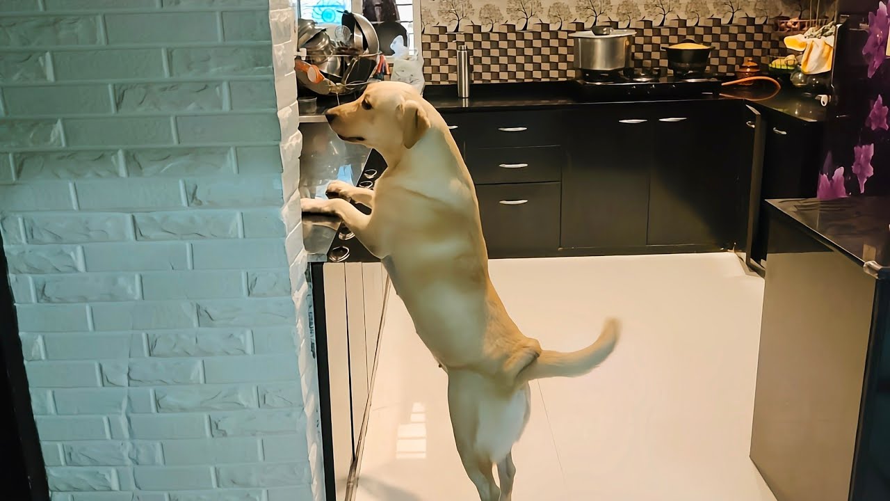 cute Labrador dog training video | best dog training video | cute dog ...