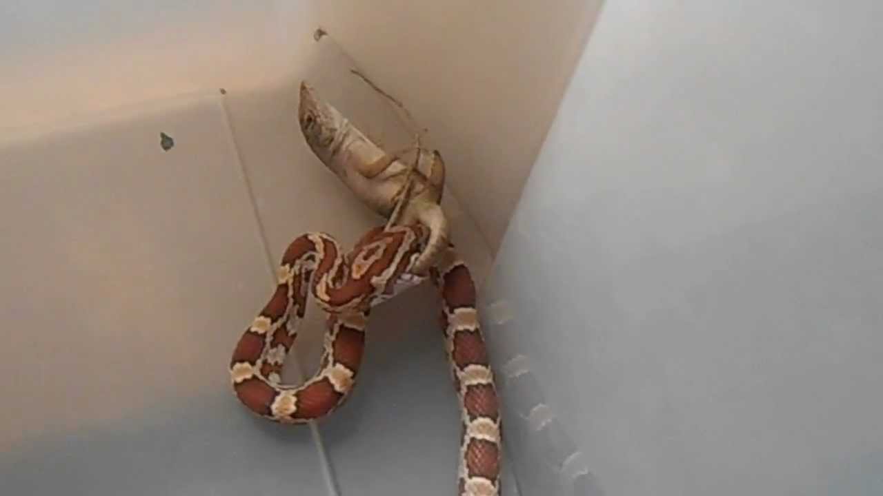 Cornsnake eating lizard - YouTube