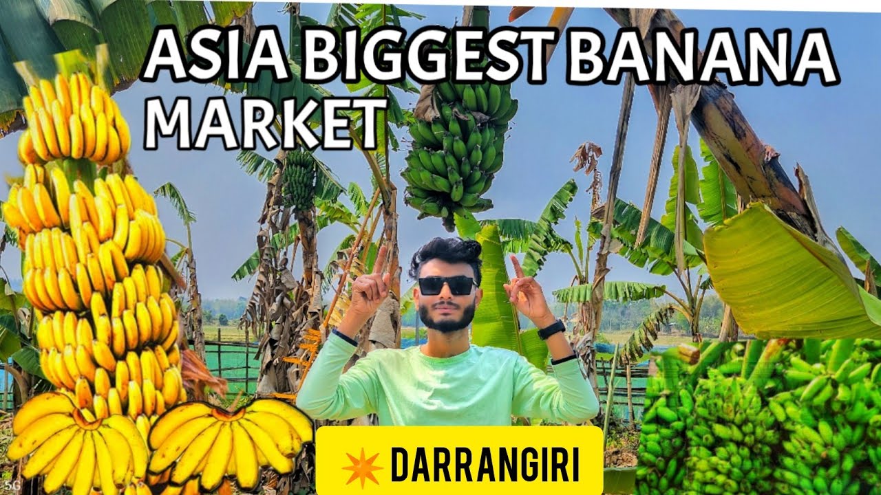 ASIA BIGGEST BANANA MARKET |BIGGEST BANANA MARKET IN ASSAM | DARANGIRI ...