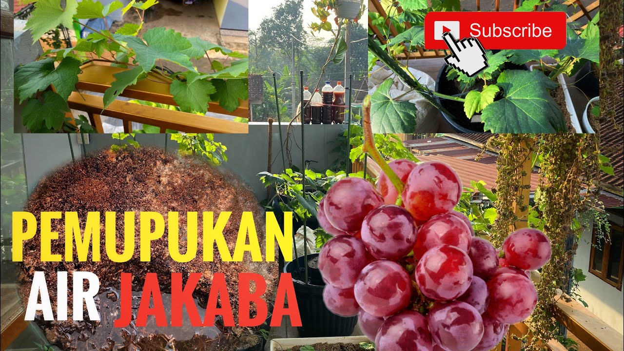 Air Jakaba Bikin Pohon Anggur Makin Subur - YouTube