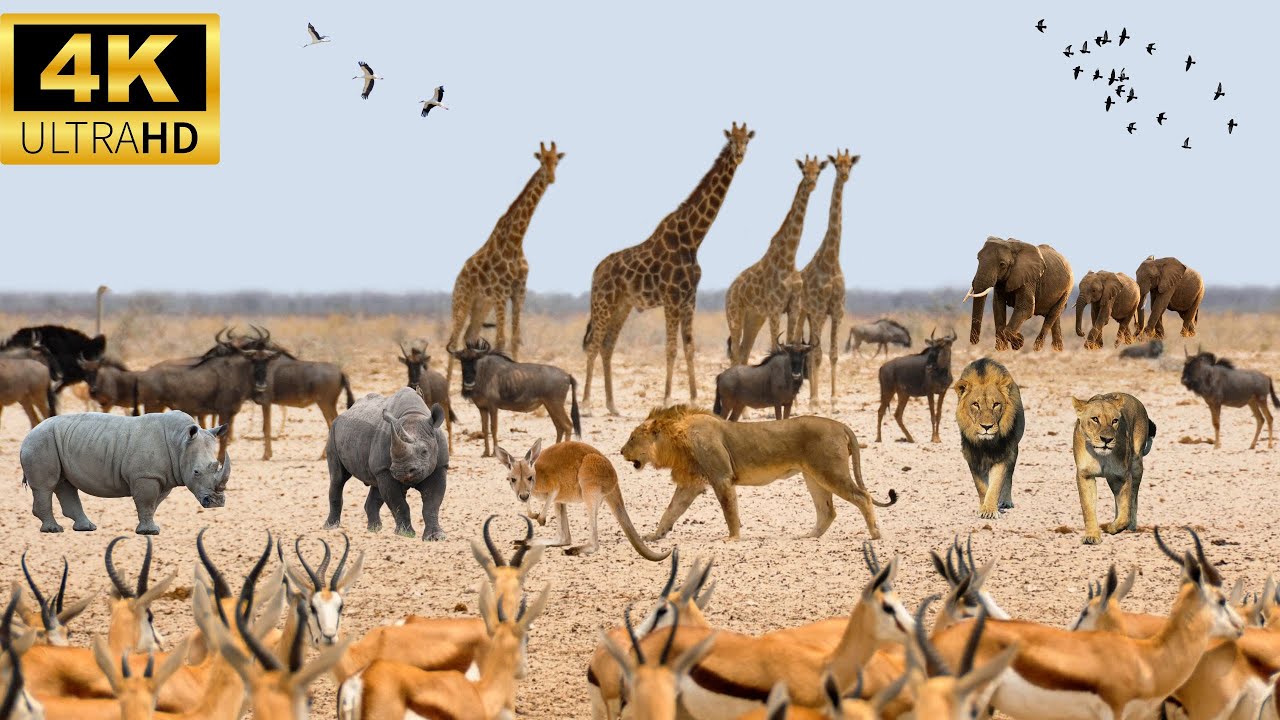 African Animals 4K Tarangire National Park, Tanzania Wildlife movies ...