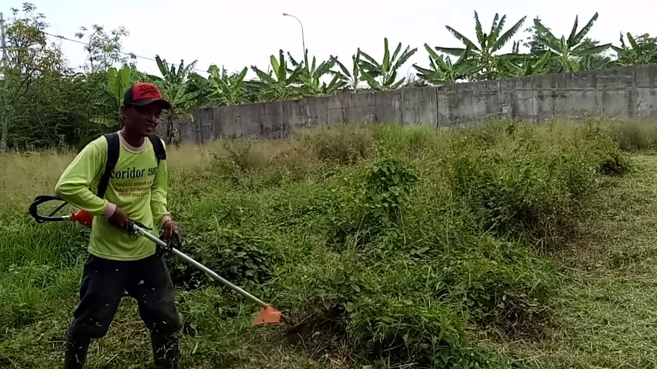 Cara potong rumput dengan benar - YouTube