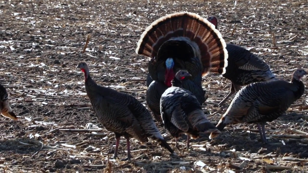 Turkey Trailer - YouTube