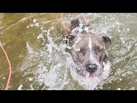 Pittie beach day! Rate my form out of 10, I’m trying to see something 🥰 ...