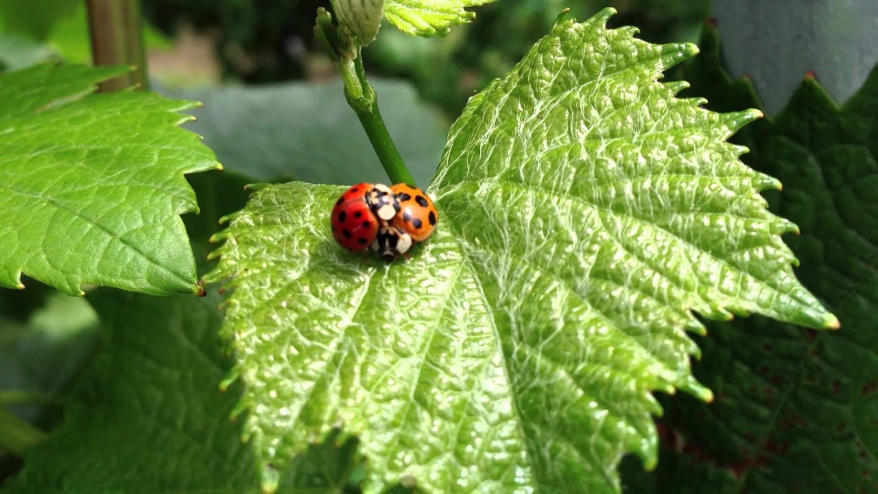 Ladybug Sex Youtube 0062