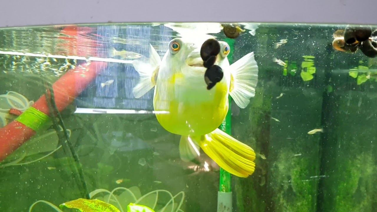 Tetraodon Fahaka Eating Orb Snails - YouTube