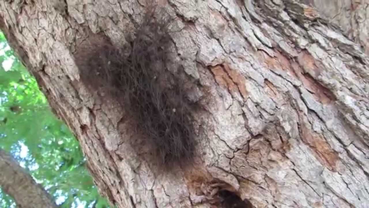 MVI 0885 Harvestmen Spiders clumping together, Kaggaladu Bird Sanctuary ...