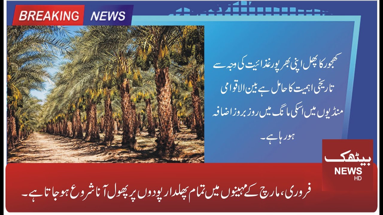 The date palm has historical significance due to its rich nutrition ...