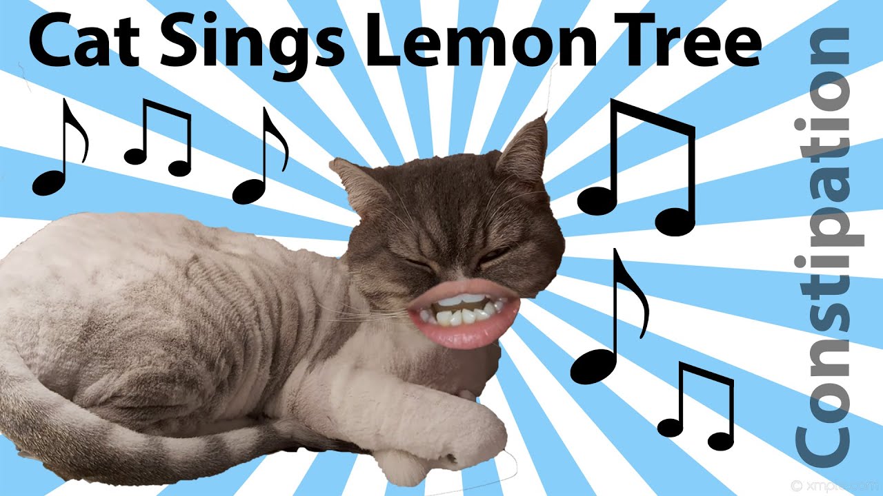 Cat sings Lemon Tree🐈 ️🔥🎵 (Constipation song) - YouTube
