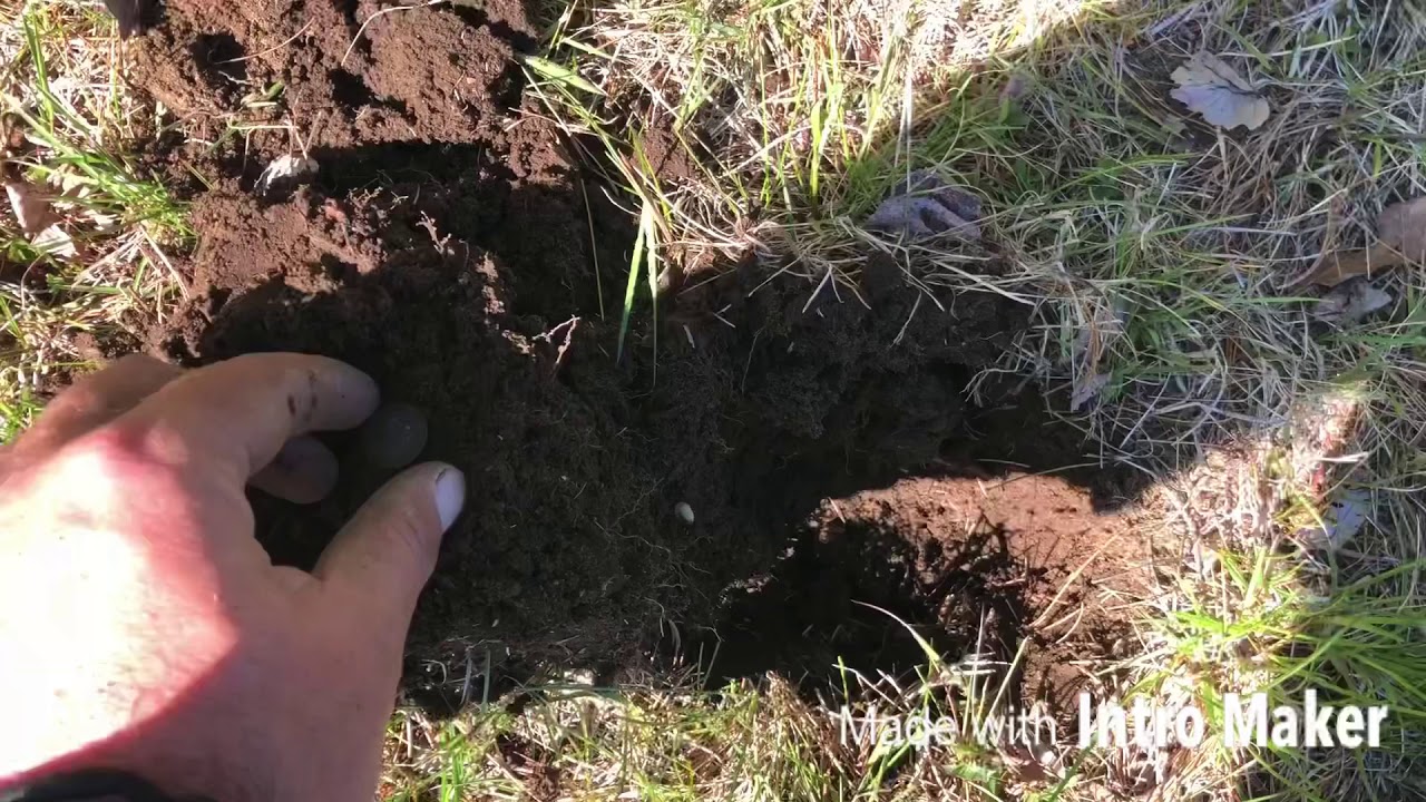 Metal detecting: A dime and a COIN SPILL!! - YouTube