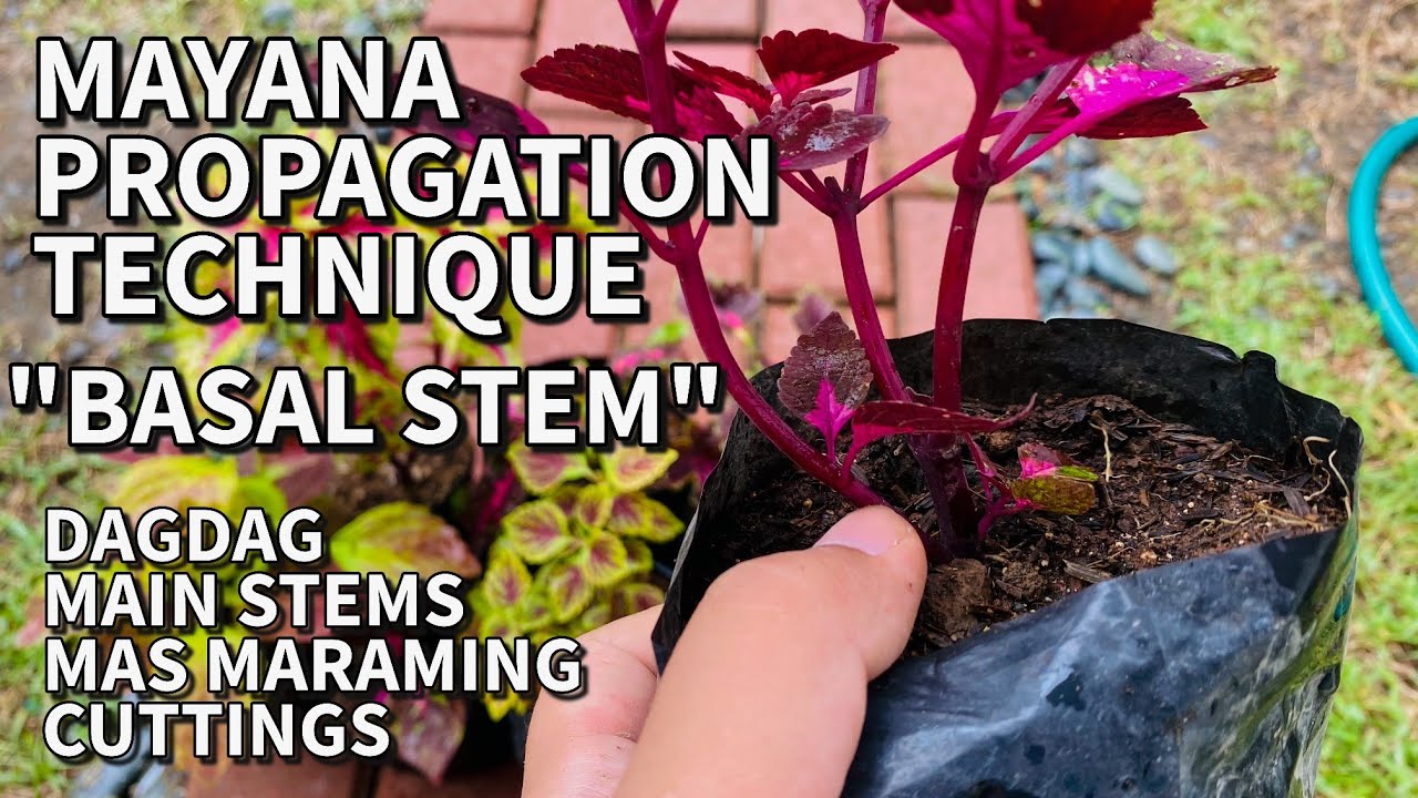 Paano Palabasin ang Basal Stem ng Mayana - ANOTHER MAYANA PROPAGATION ...
