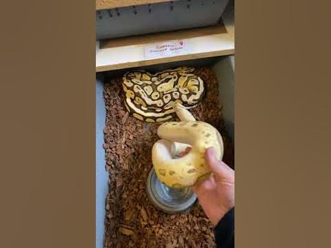 Ball python pairing. - YouTube