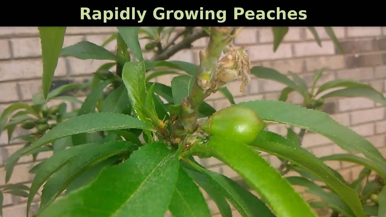 Bonanza Dwarf Peach Tree with New Peaches - YouTube