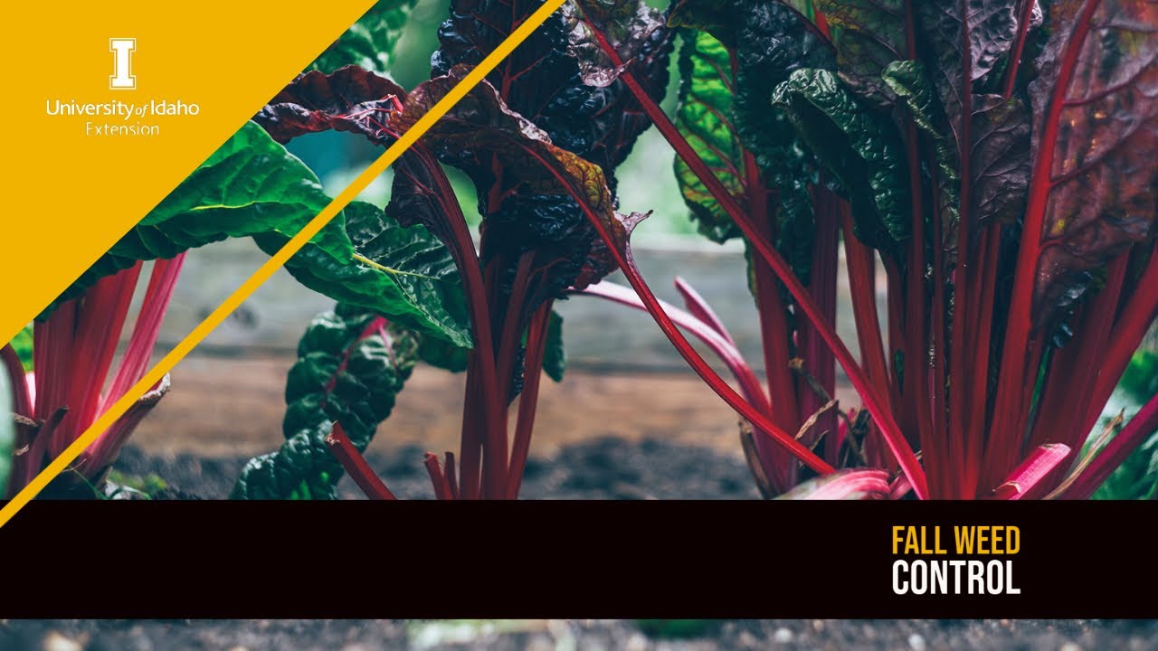 Fall Weed Control - YouTube