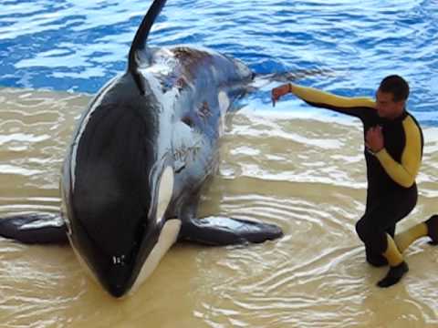 orca whale singing - YouTube