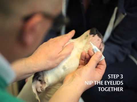 Ark Veterinary Clinic 2
