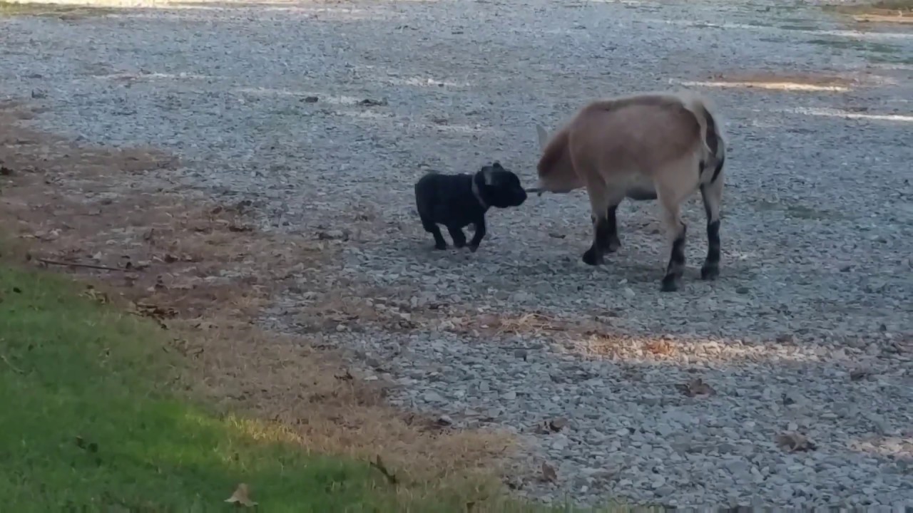 Pug playing with Goat - YouTube