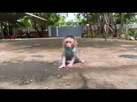 Max Is Walking Alone By Mom Lesson Him To Walk & Play
