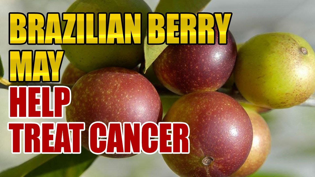 A Brazilian Berry May Help Treat Cancer, Study Reveals - YouTube