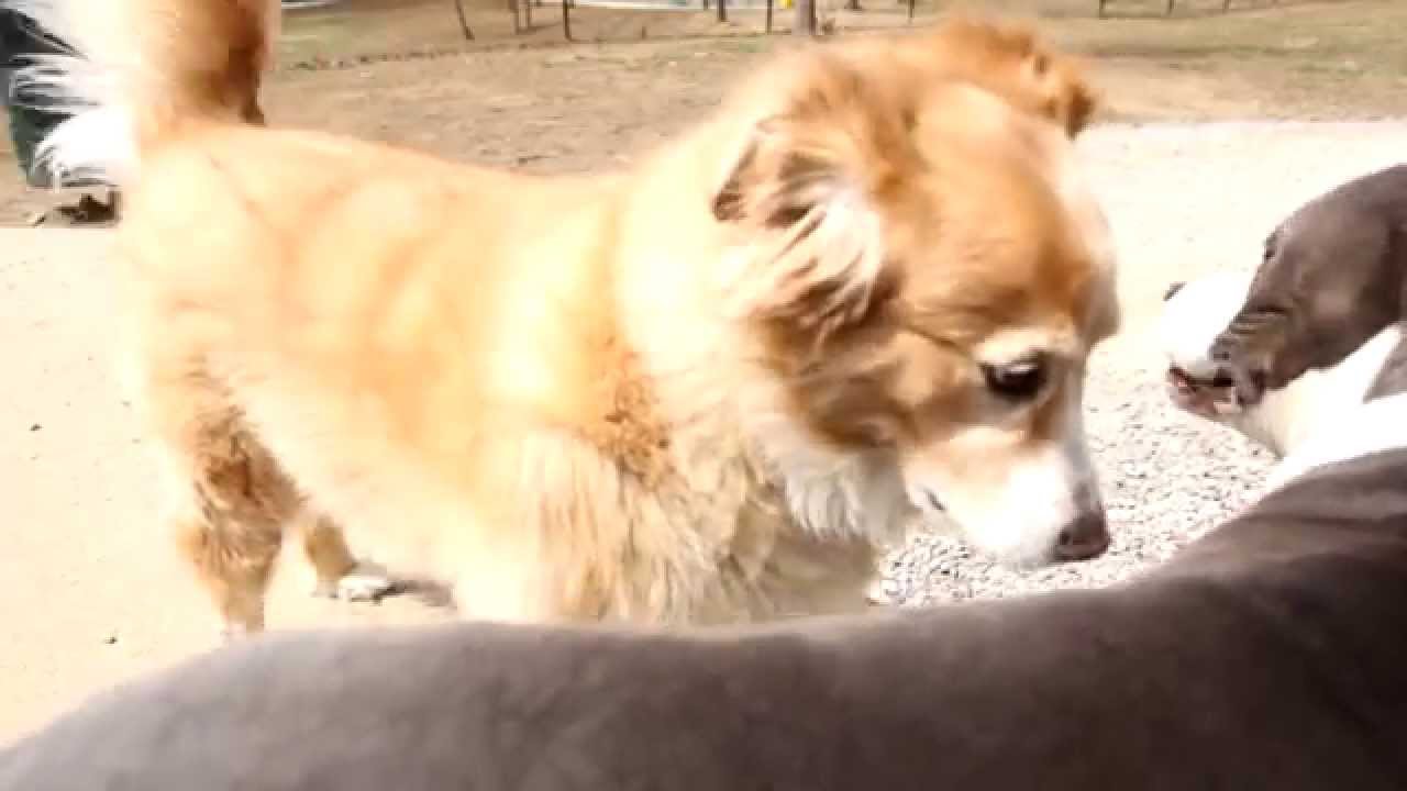 Membership forms available for St. Joseph dog park - YouTube