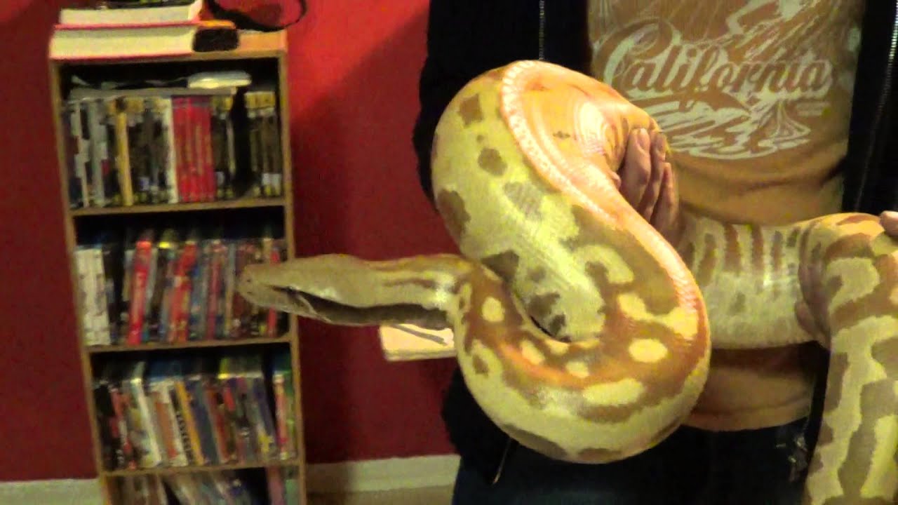 I SERPENTI DI LUIGI python brongersmai albino - YouTube