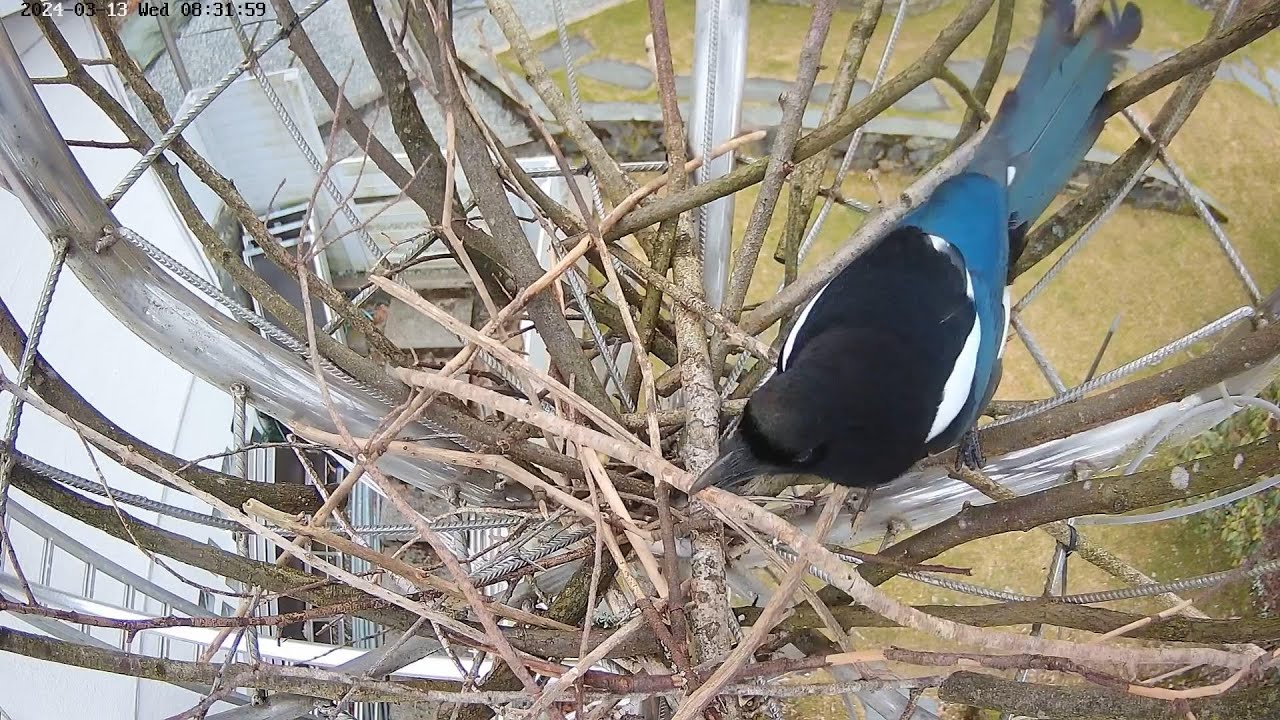 240313 magpie nest base building - YouTube