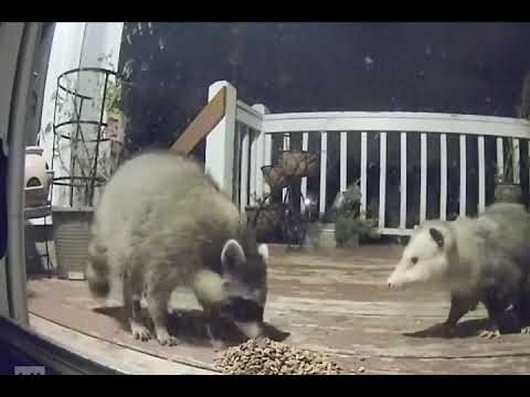 Mapache peleándose con una zarigüeya con música de my chemical romance ...