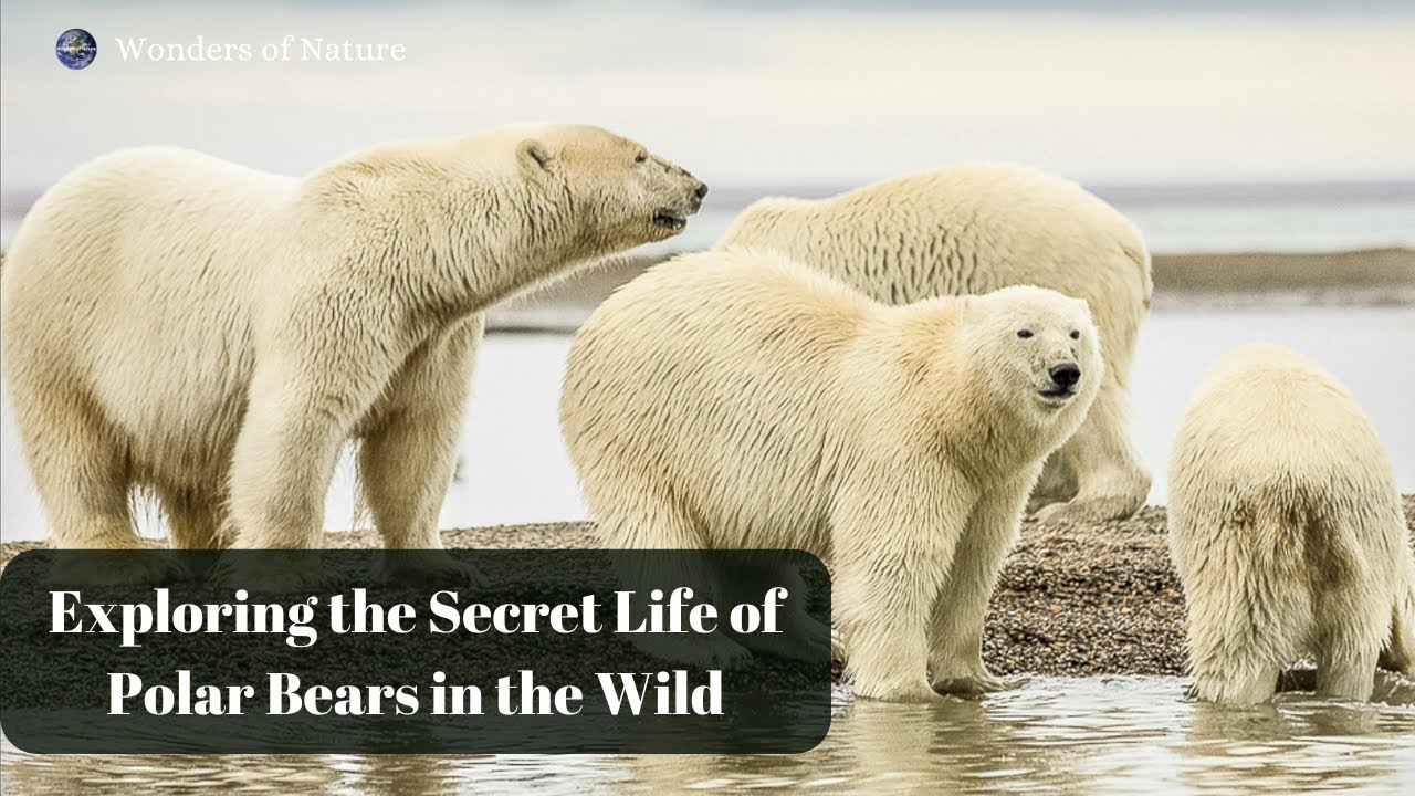 Exploring the Secret Life of Polar Bears in the Wild - YouTube