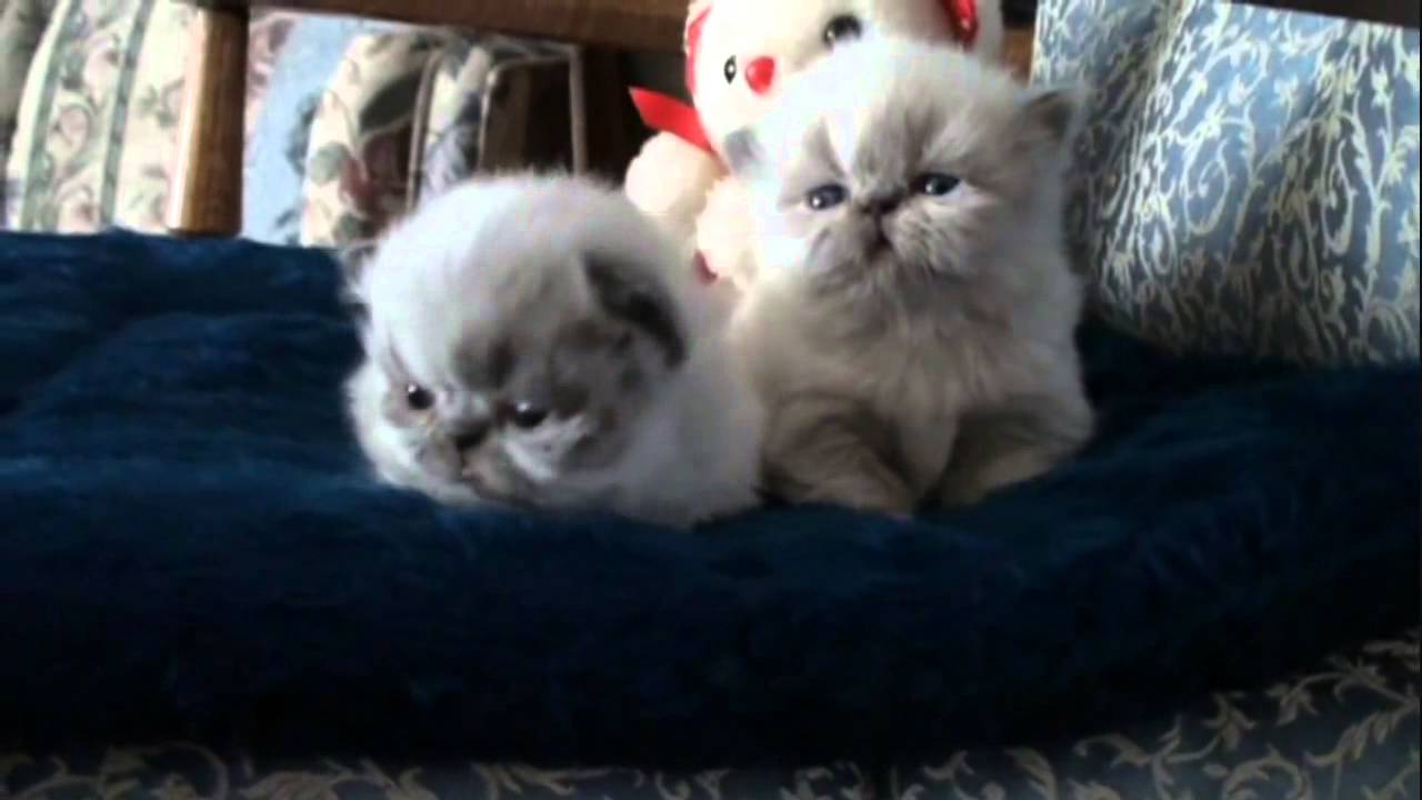Fuzzy Fuzzy Cute Cute Kittens - YouTube