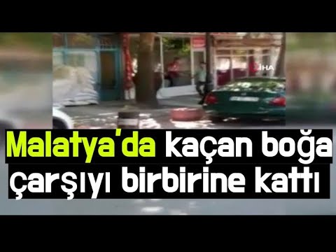 Malatya'da kaçan boğa çarşıyı birbirine kattı