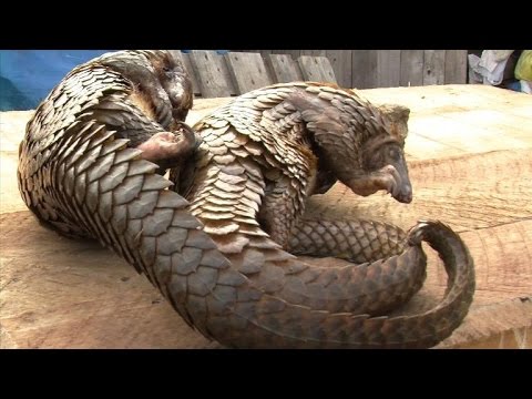 Le pangolin du Gabon, de la marmite au médicament traditionnel - YouTube