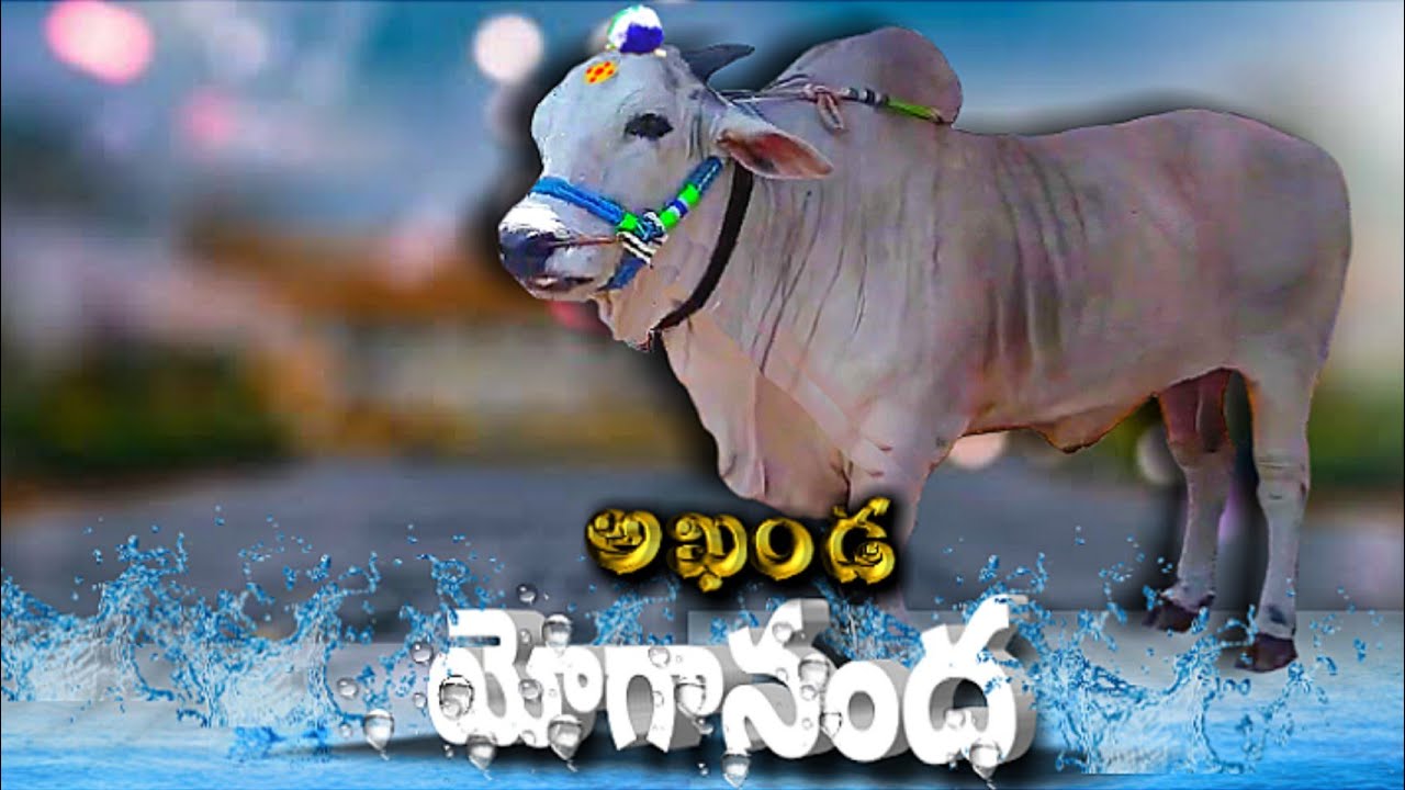 యోగానంద (అఖండ) మంచి దూకుడుమీదున్న గిత్త || PR MEMORIAL BULLS Jwala and ...