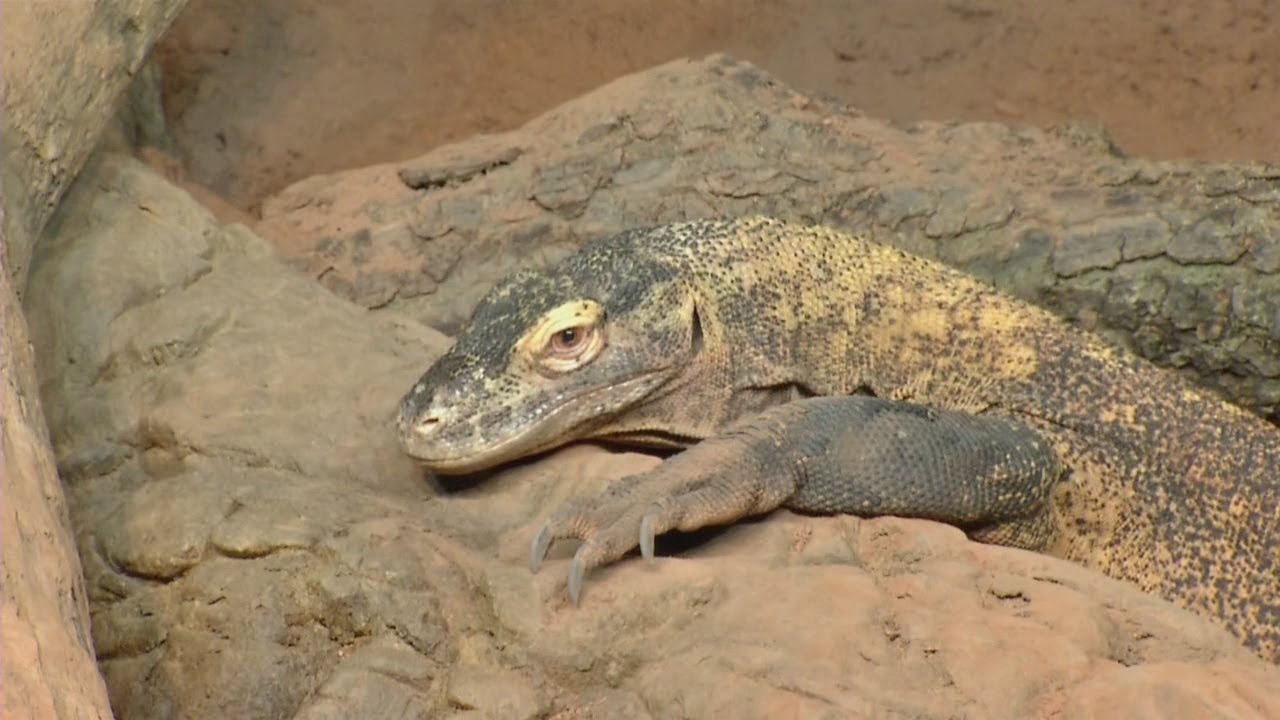 New at the Zoo: Top 4 must-see attractions - YouTube