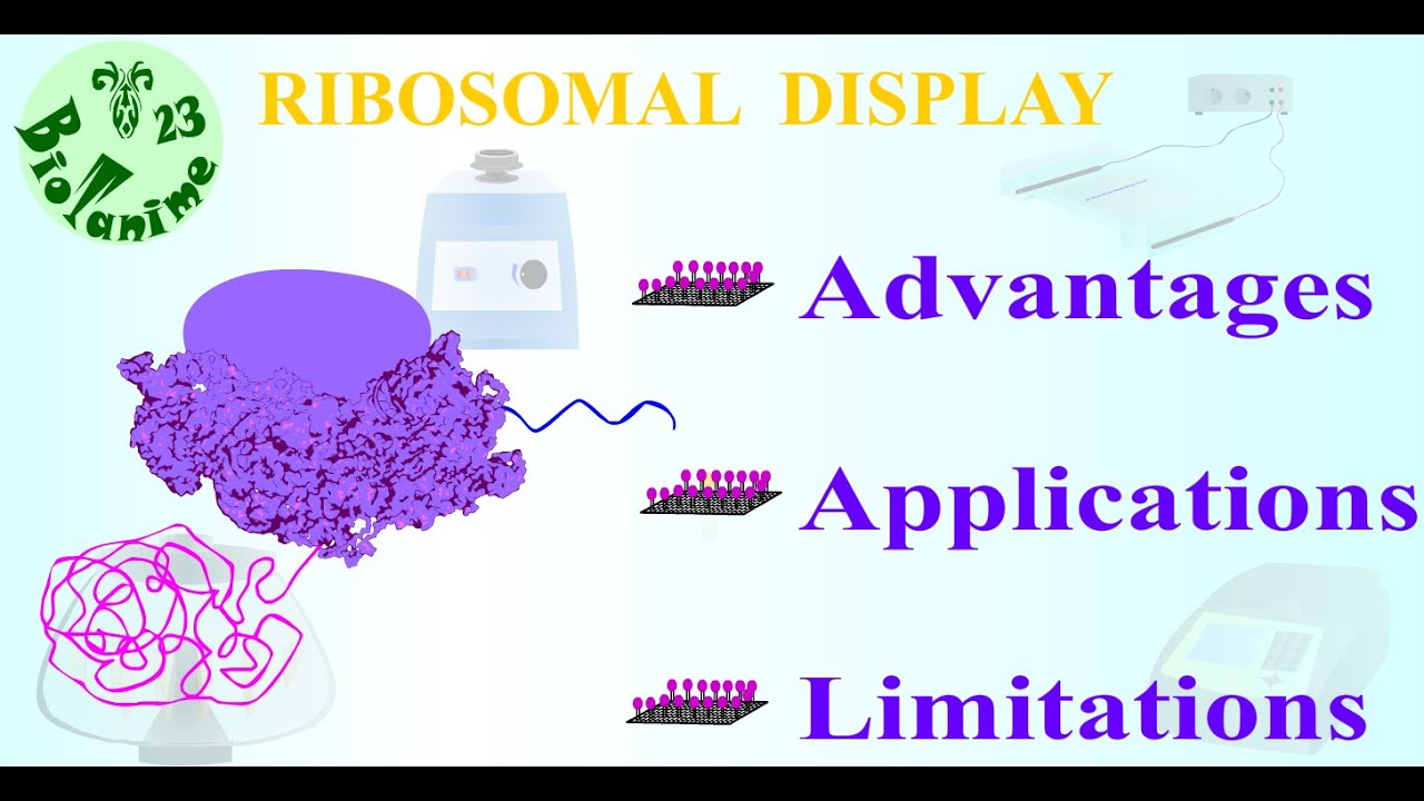RIBOSOMAL DISPLAY - YouTube