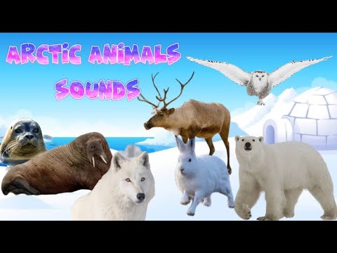 ARCTIC ANIMALS SOUNDS 💙 - YouTube
