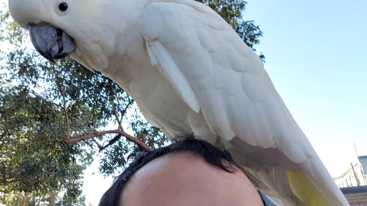 Hello Baby Cockatoo, lots of cockatoos saying good morning - YouTube