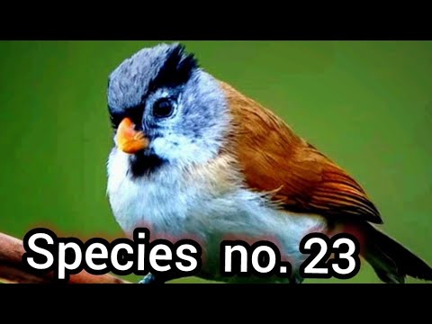 GRAY-HEADED PARROTBILL.at Eaglenest wildlife sanctuary - YouTube