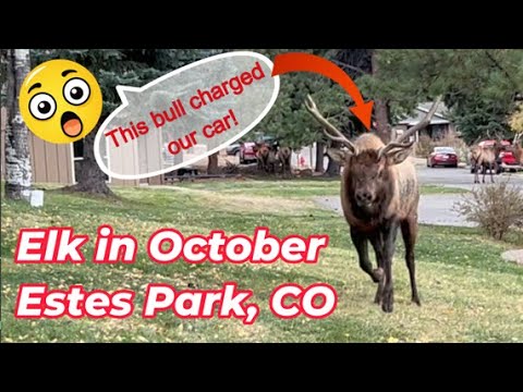 Elk Charges Car during Rut in Estes Park CO - YouTube