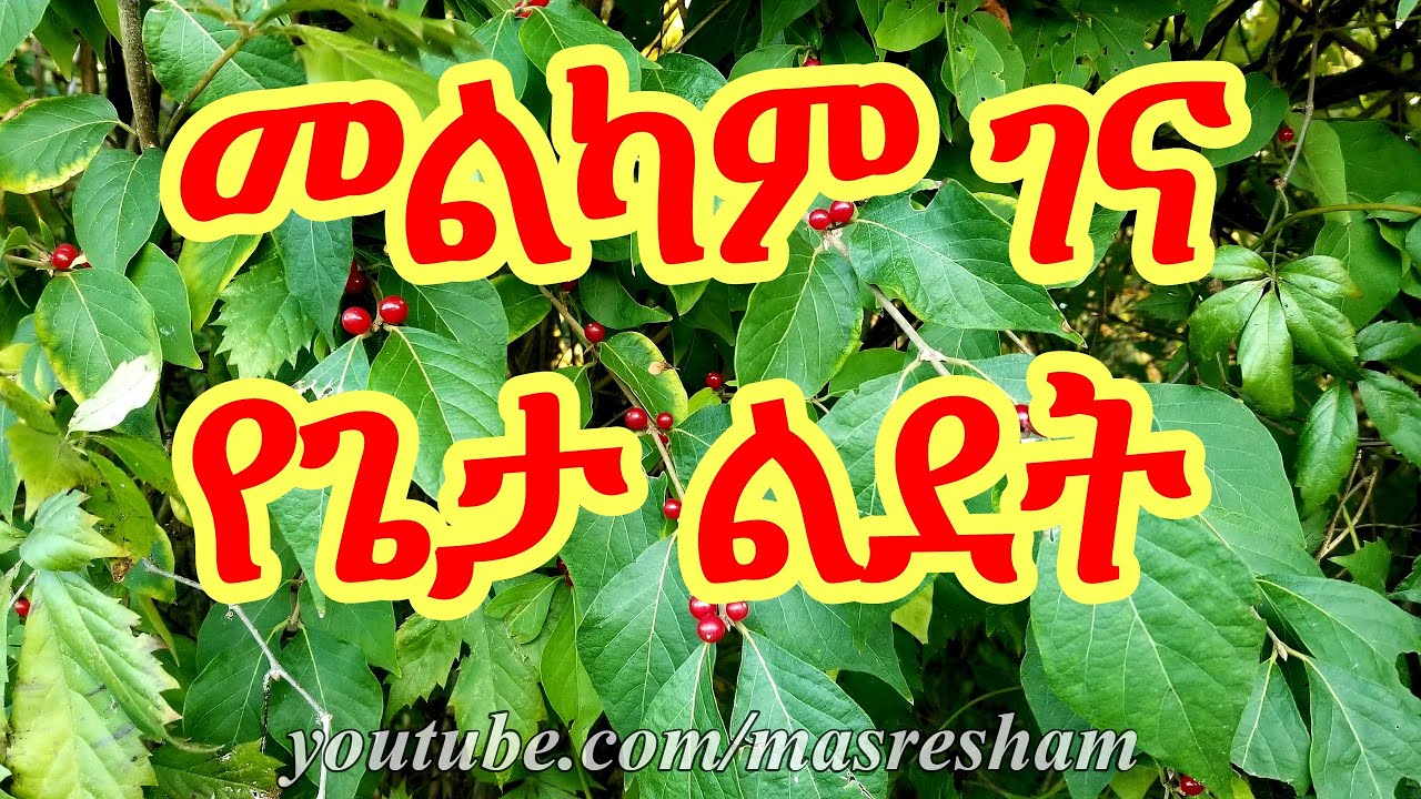 የጌታ ልደት - መልካም ገና - Yegeta Lidet - Gena - YouTube