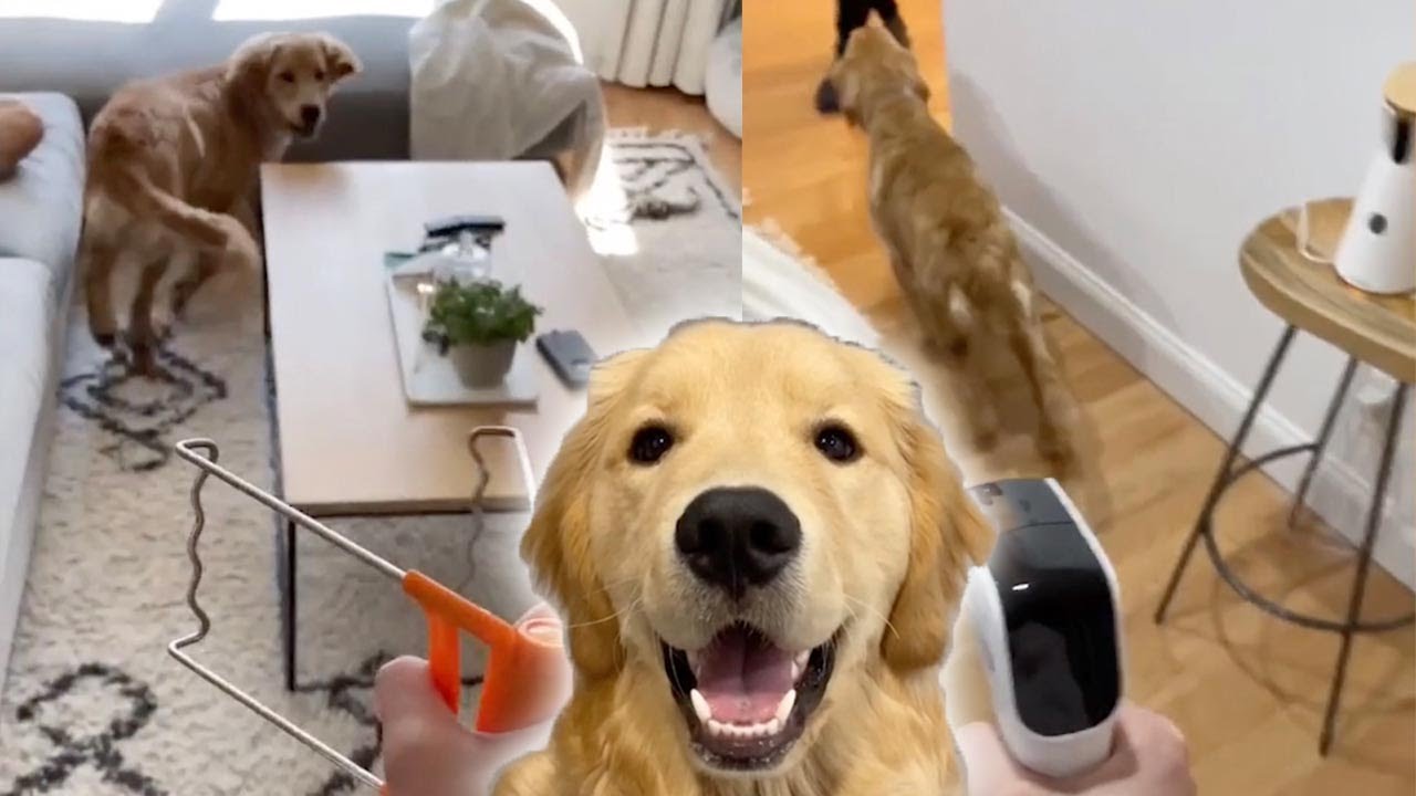 Dog Runs Away From Household Objects - YouTube