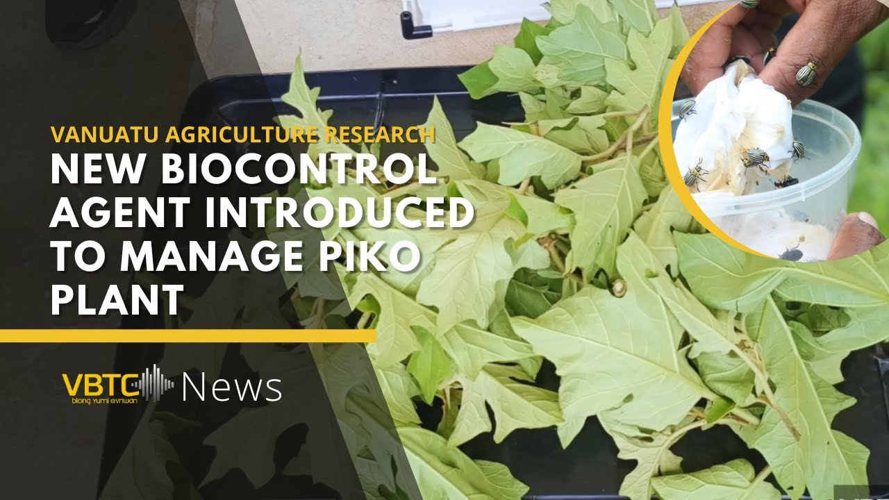 New Biocontrol agent introduced to manage piko plant spread in Vanuatu ...