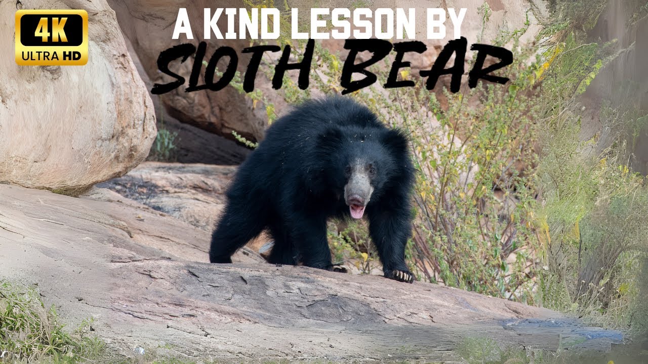 Epic Feast: Sloth Bear's Tree-Top Culinary Adventure - YouTube
