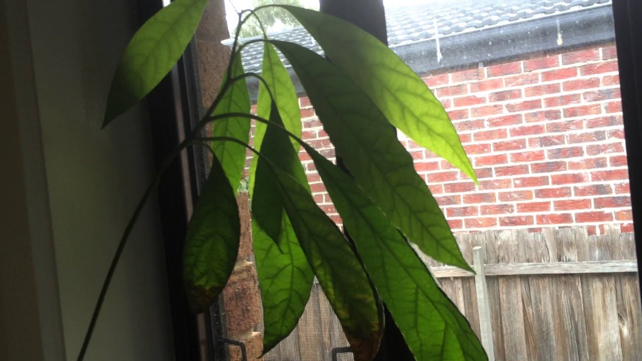 How to Grow Avocado Seed (Pit) Indoors in a Small Container - YouTube