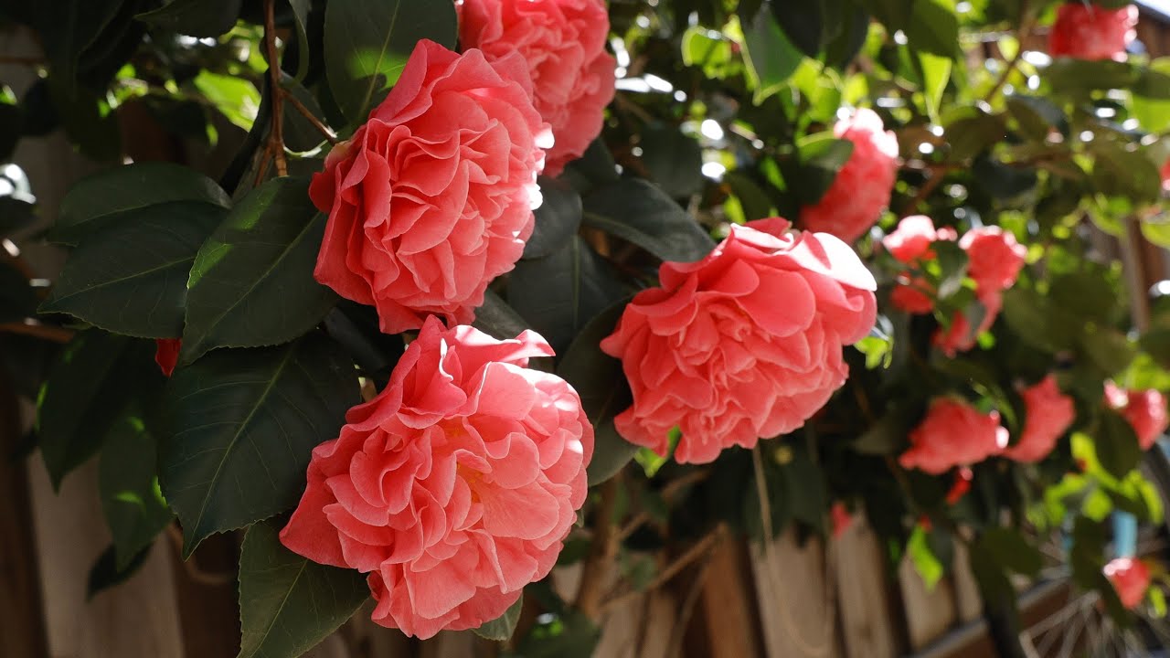 Camellia Marie Bracey 山茶花 Zone 9B 4K HDR - YouTube