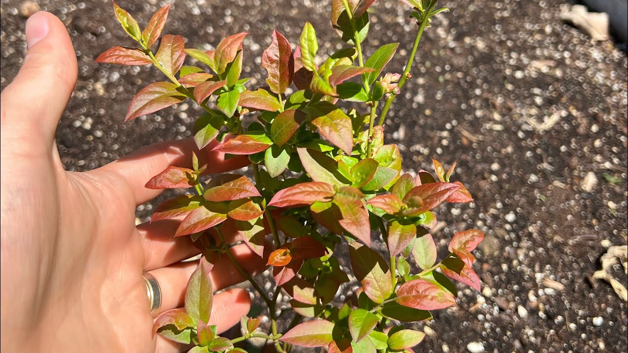 Why are My Blueberry leaves Turning Red? 5 Reasons - YouTube