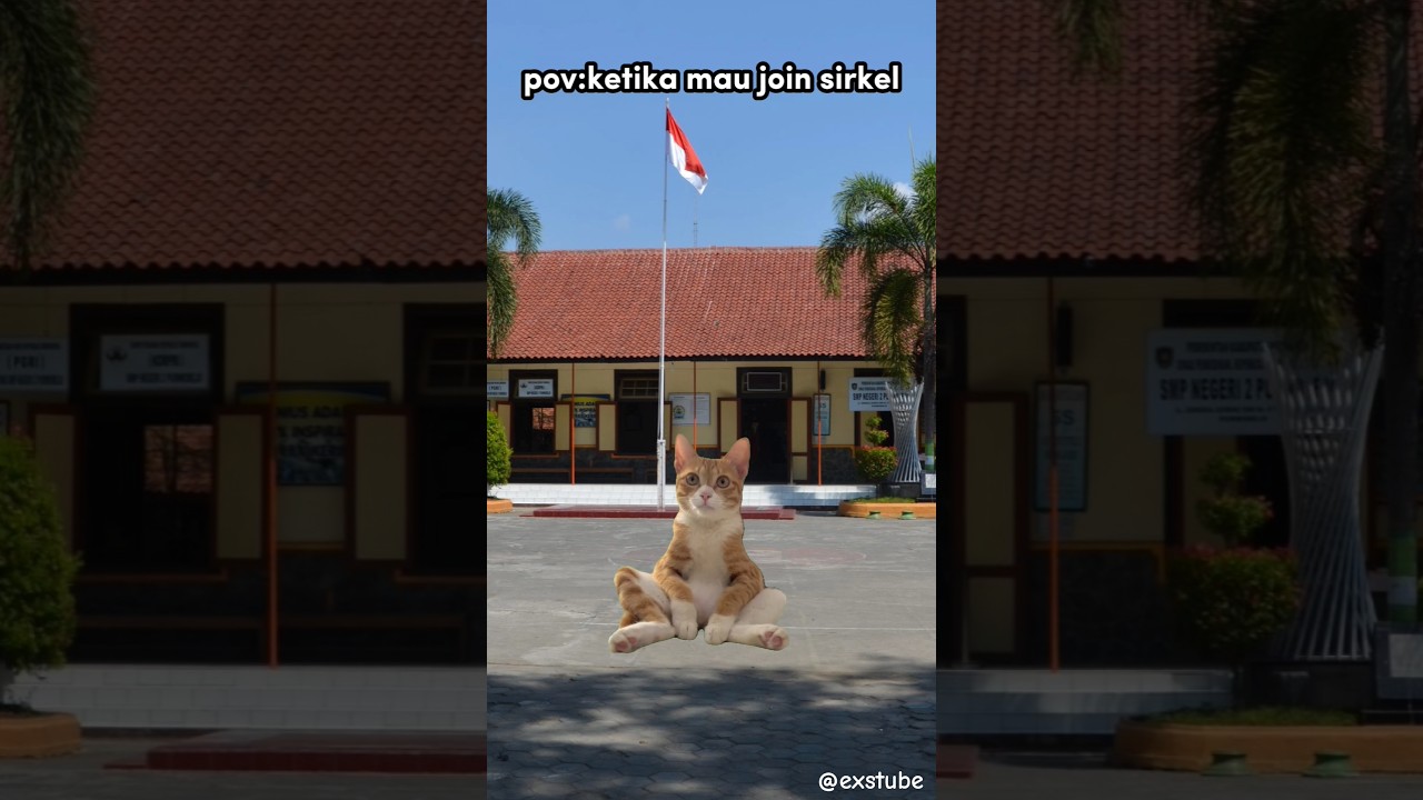 Kalian masuk sirkel mana?? #memes #viralvideo #lucu #kucing - YouTube