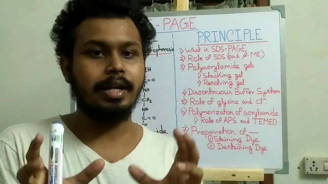 Polymerization of acrylamide in SDS PAGE | role of APS and TEMED to ...