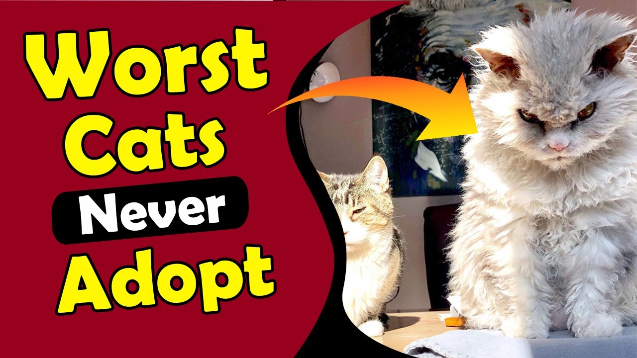 10 Worst Cat Breeds for First Time Owners ( Never Get These Cats ...