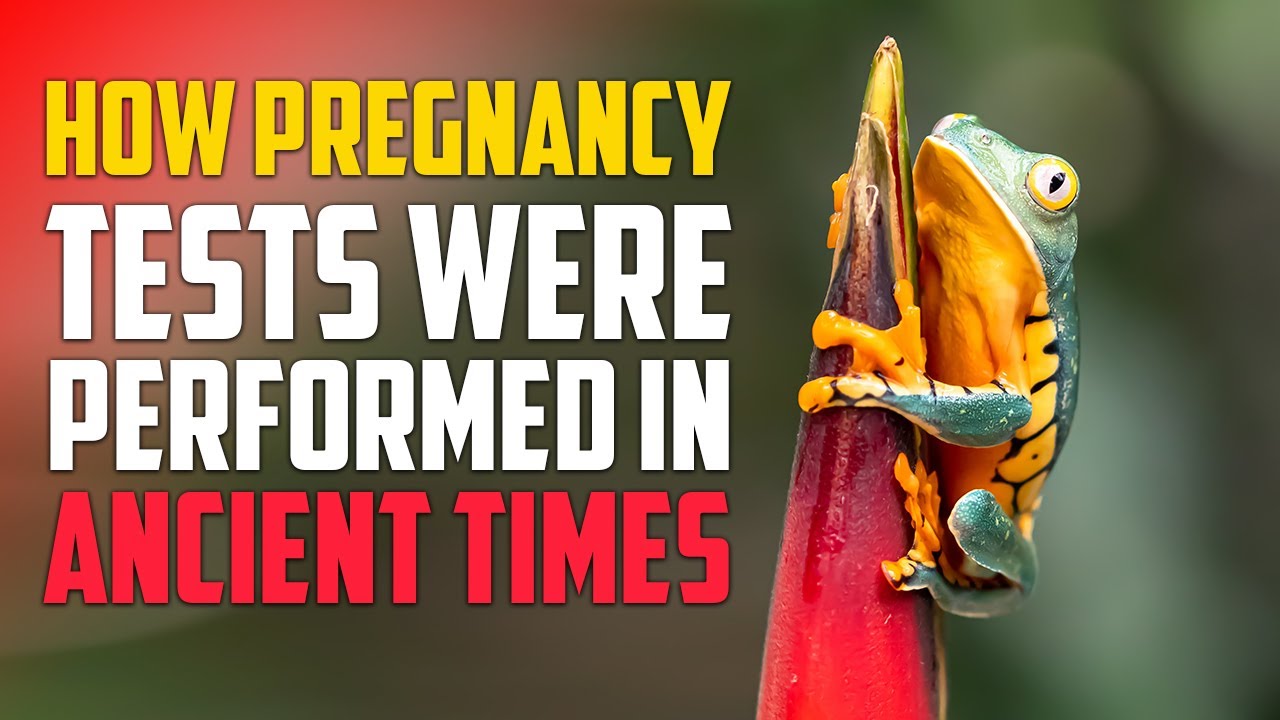 How pregnancy tests were performed in ancient times - YouTube